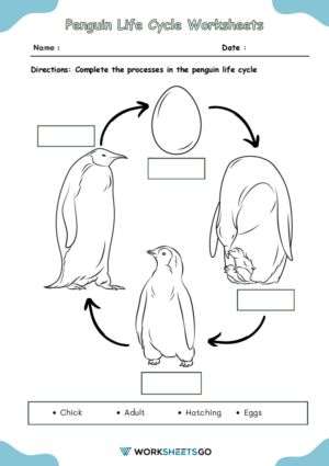 Penguin Life Cycle Worksheets | WorksheetsGO