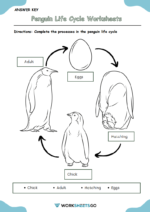 Penguin Life Cycle Worksheets | WorksheetsGO