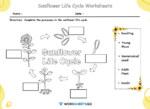Sunflower Life Cycle Worksheets | WorksheetsGO