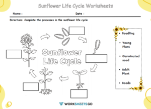 Sunflower Life Cycle Worksheets | WorksheetsGO