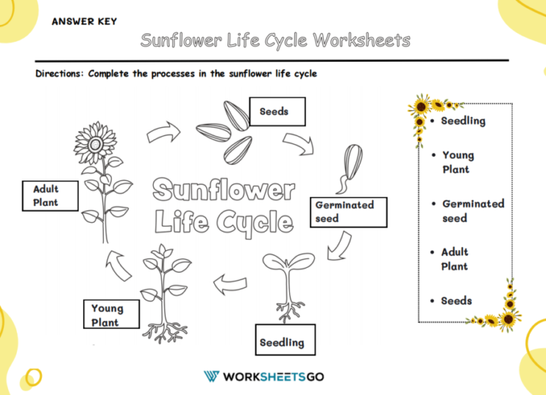 Sunflower Life Cycle Worksheets | WorksheetsGO