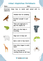 Animal Adaptations Worksheets | WorksheetsGO
