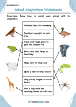 Animal Adaptations Worksheets | WorksheetsGO
