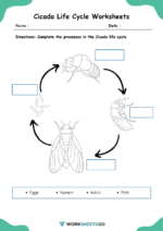 Cicada Life Cycle Worksheets | WorksheetsGO