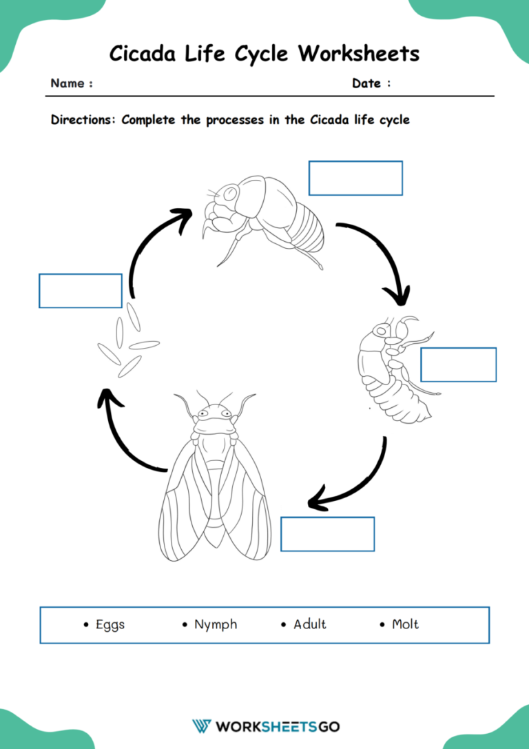 Cicada Life Cycle Worksheets | WorksheetsGO