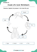 Cicada Life Cycle Worksheets | WorksheetsGO