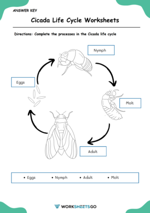 Cicada Life Cycle Worksheets | WorksheetsGO