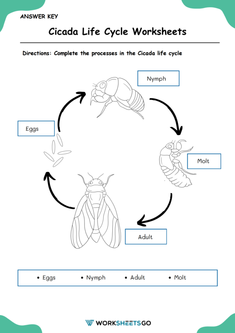 Cicada Life Cycle Worksheets | WorksheetsGO