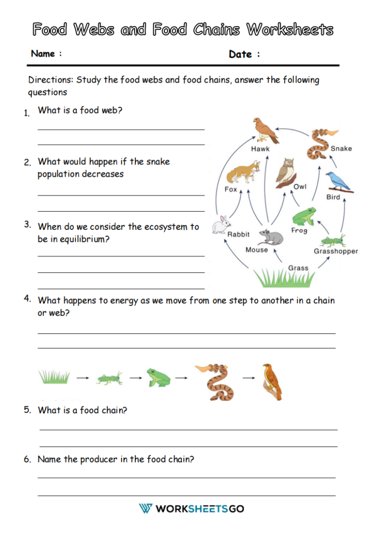 Food Webs and Food Chains Worksheets | WorksheetsGO