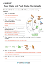 Food Webs and Food Chains Worksheets | WorksheetsGO