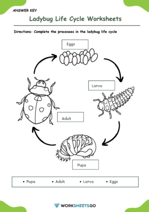 Ladybug Life Cycle Worksheets | WorksheetsGO