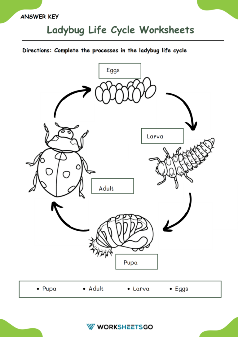 Ladybug Life Cycle Worksheets | WorksheetsGO
