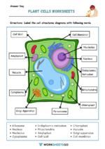 Plant Cells Worksheets | WorksheetsGO