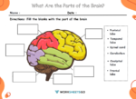 What Are the Parts of the Brain Worksheets | WorksheetsGO