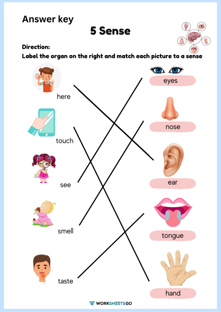 5 Senses Worksheets | WorksheetsGO