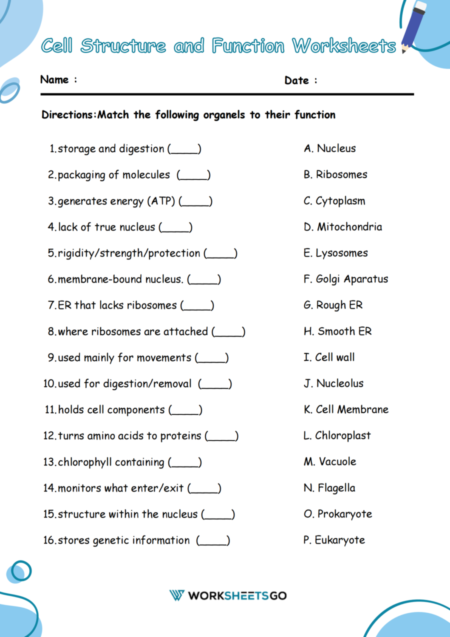Cell Structure and Function Worksheets | WorksheetsGO